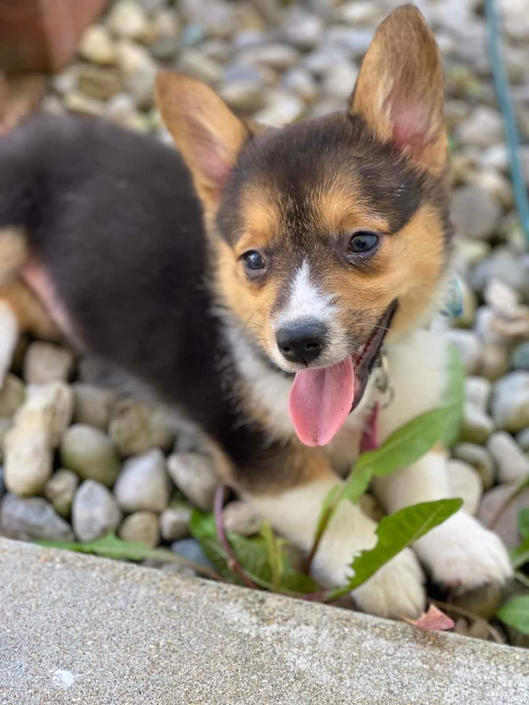 Sophie's Corgies in Indiana | Pembroke Welsh Corgi puppies | Good Dog