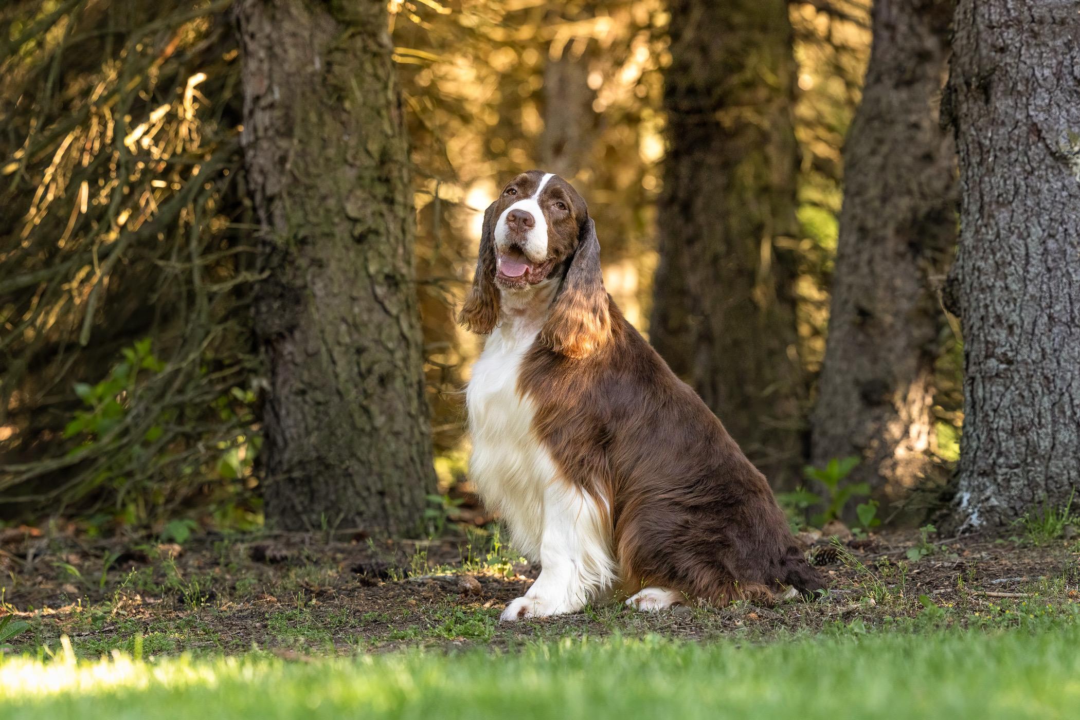 Country Pride Springers in Michigan | English Springer Spaniel puppies ...