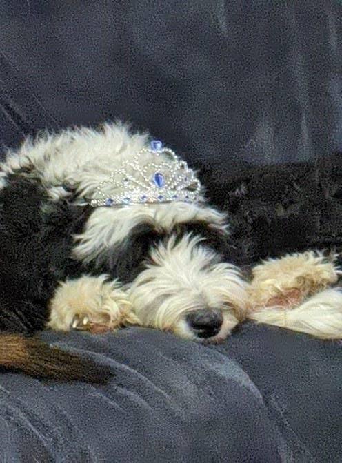 Panda Express Sheepadoodles in Colorado | Sheepadoodle puppies | Good Dog