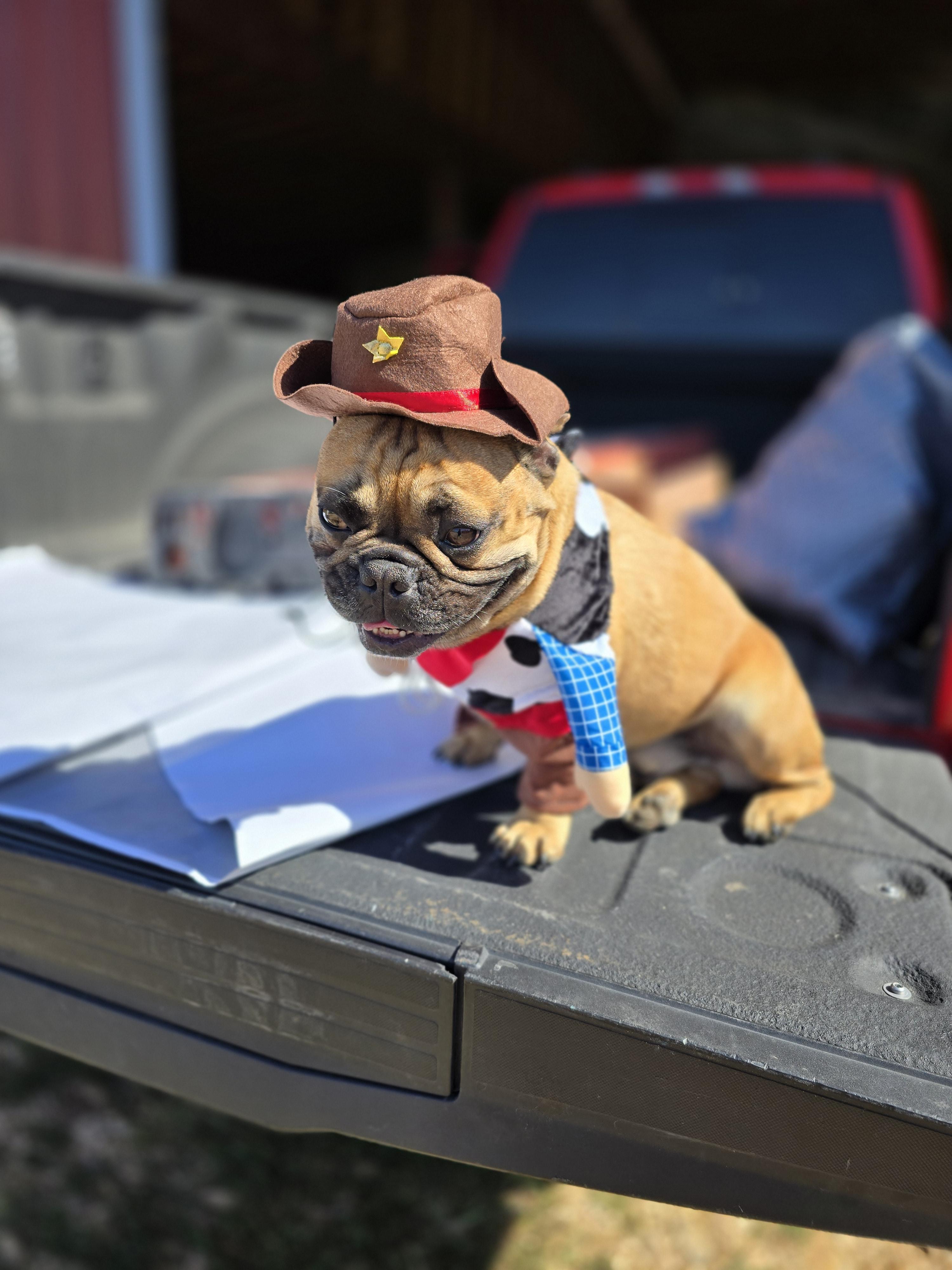 James River French Bulldogs in Missouri | French Bulldog puppies | Good Dog