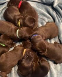 Saddle Creek Kennels in South Dakota | Pudelpointer puppies | Good Dog