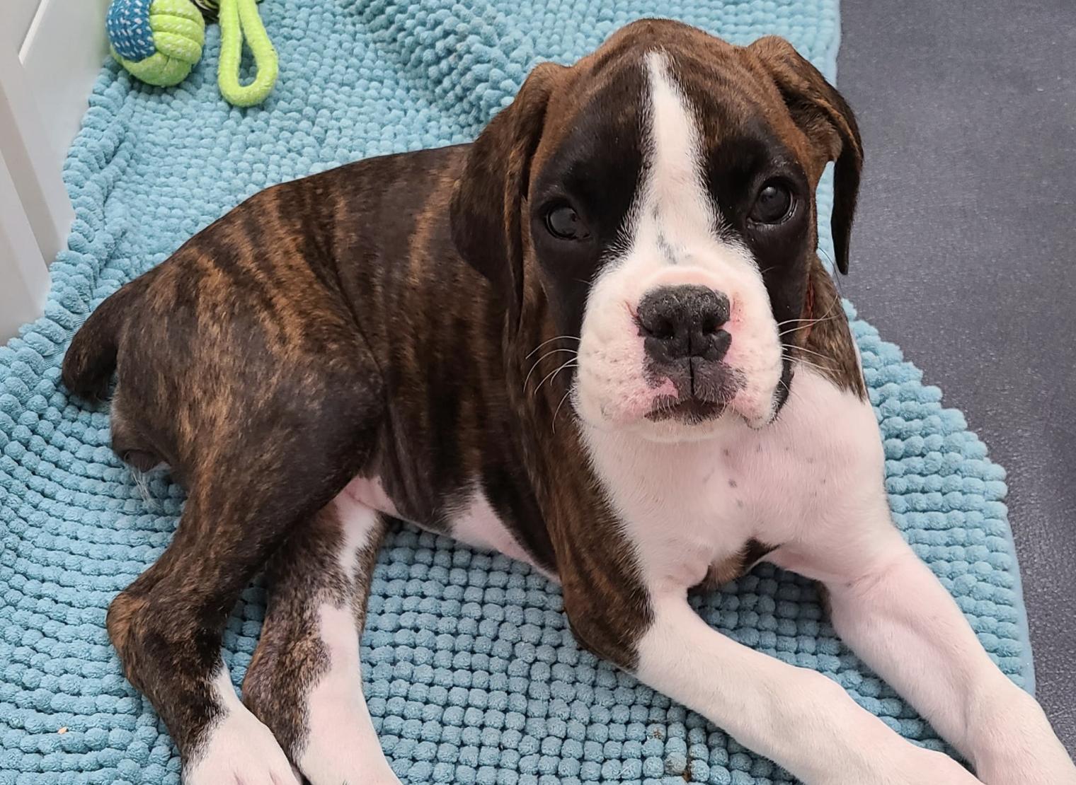 Gypsy Gold Boxers in Utah | Boxer puppies | Good Dog