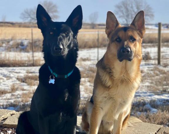 German Shepherds in Colorado | German Shepherd puppies | Good Dog