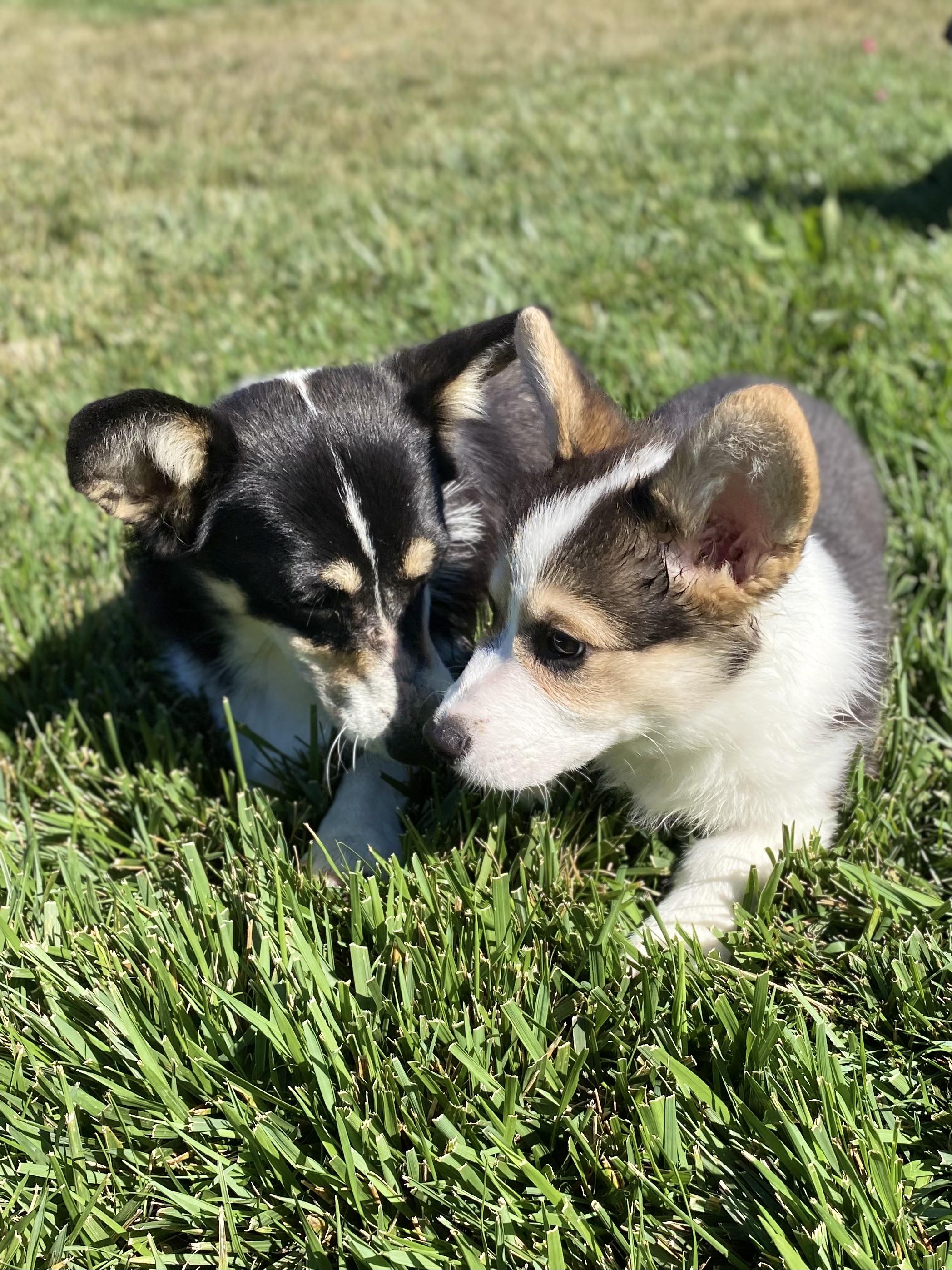 Cactus Corgis in California | Pembroke Welsh Corgi puppies | Good Dog