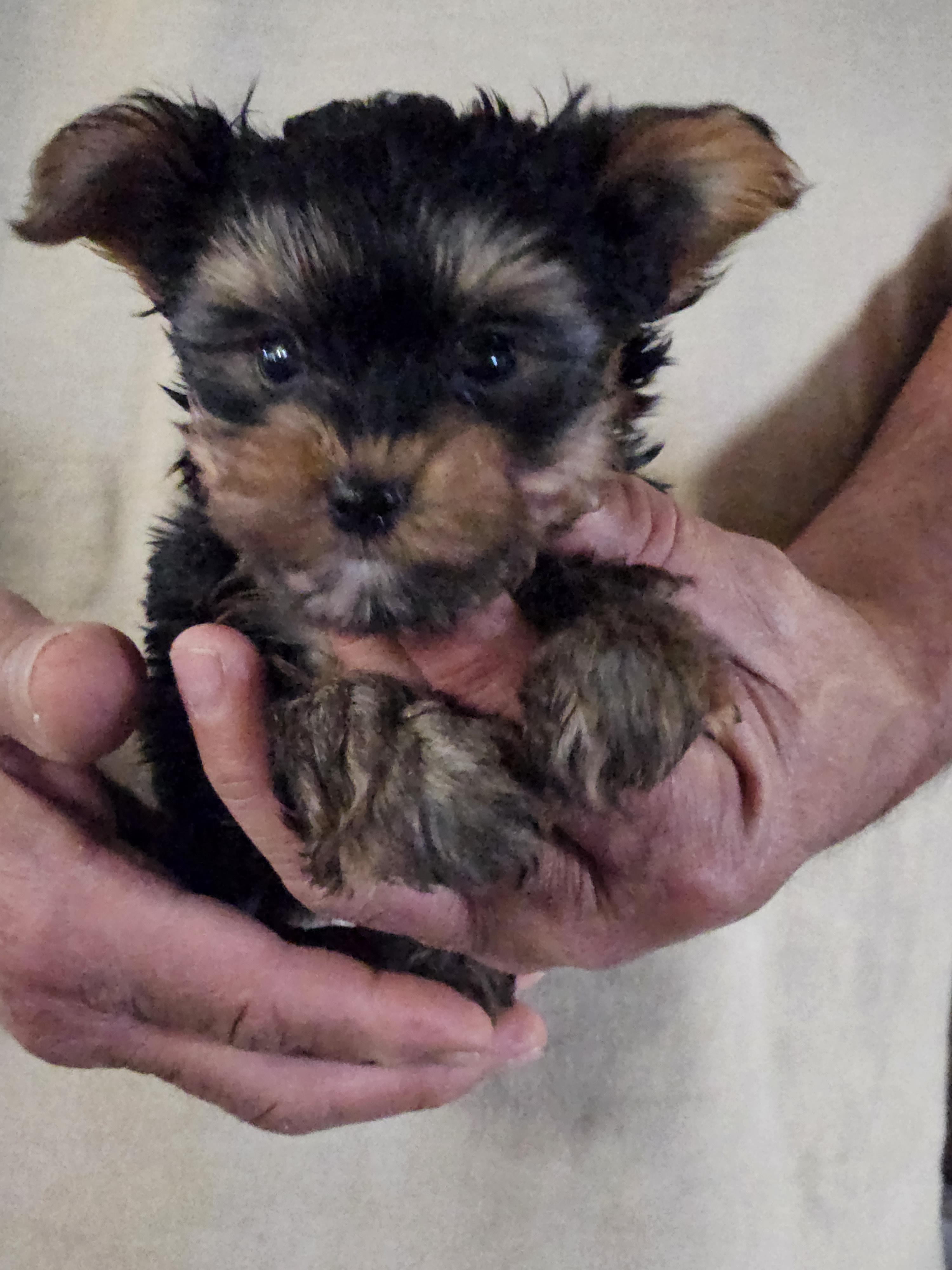 Rocking K Ranch in Arizona | Yorkshire Terrier puppies | Good Dog