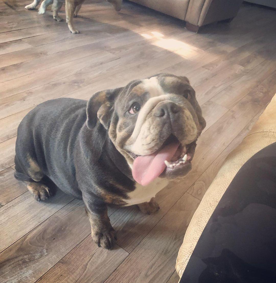 Bully Life Farms in Kentucky | Bulldog and French Bulldog puppies ...