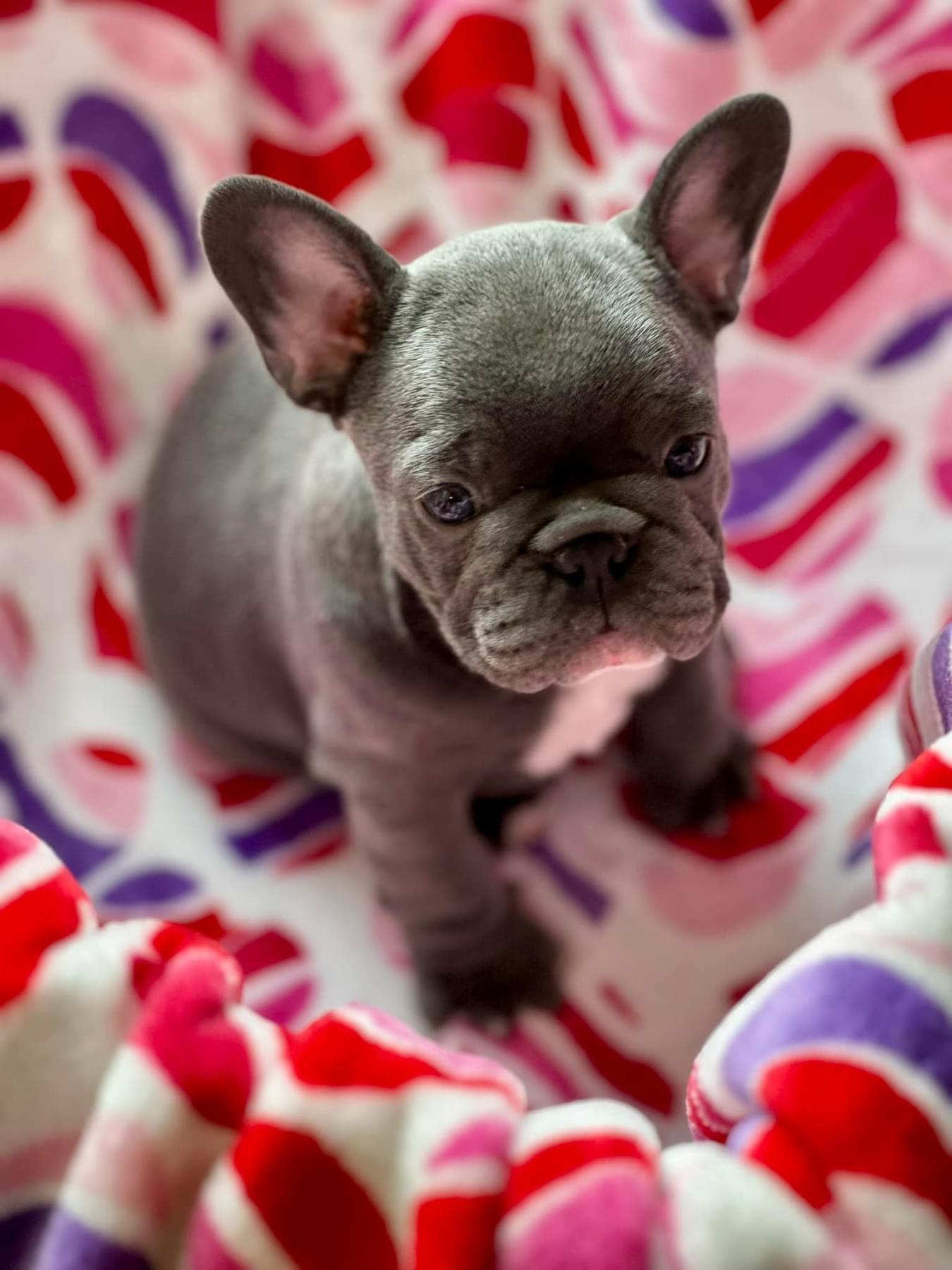Williams French Bulldog Farm in Ohio | French Bulldog puppies | Good Dog