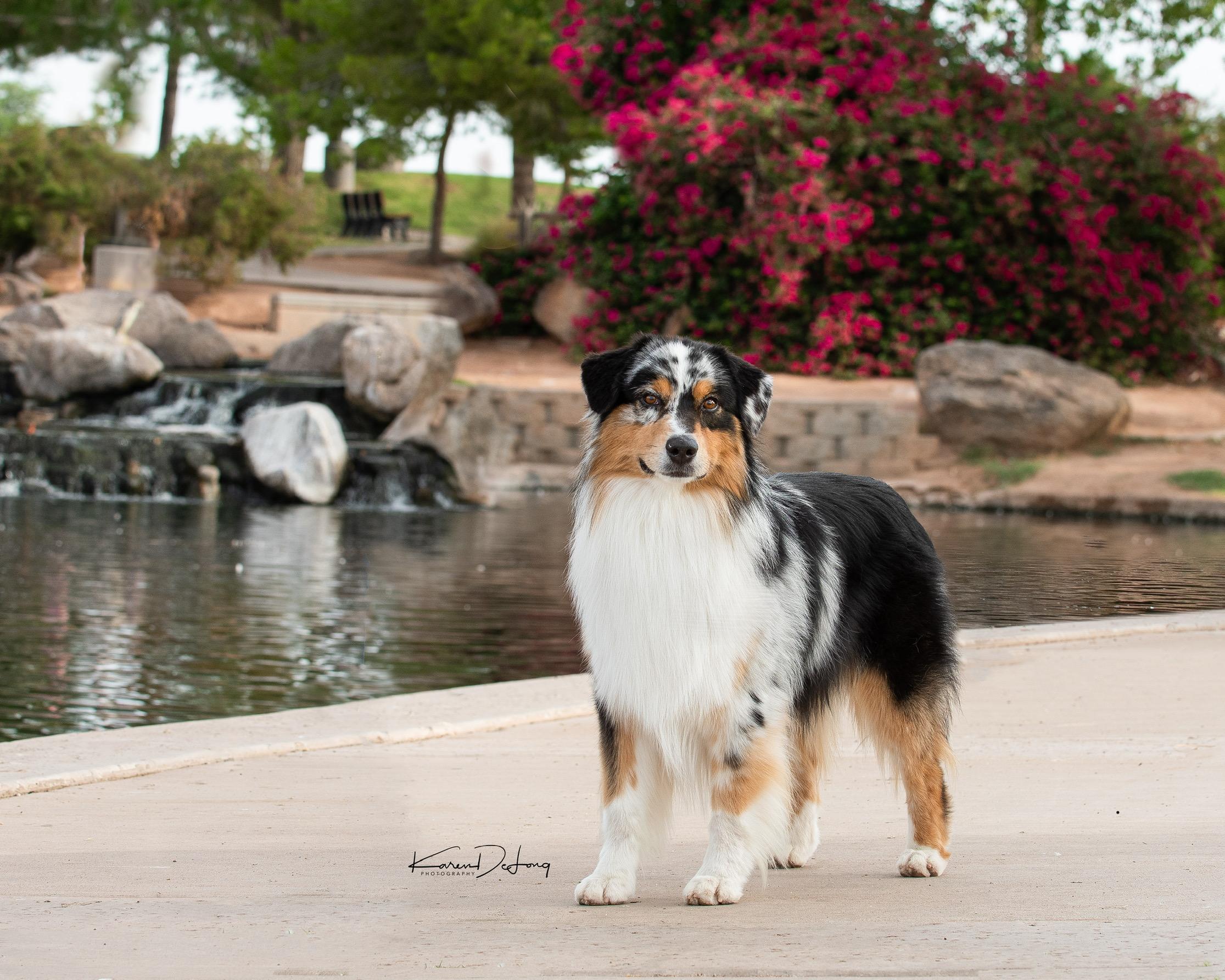Thunder River Austrailian Shepherds in Arizona | Australian Shepherd ...