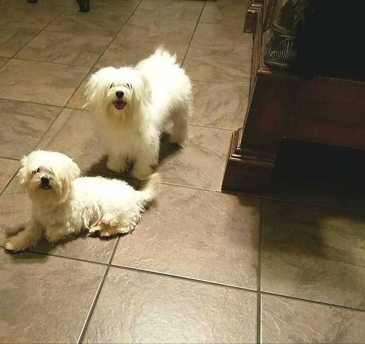 Austin Maltese Babies in Texas | Maltese and Mal-Shi puppies | Good Dog