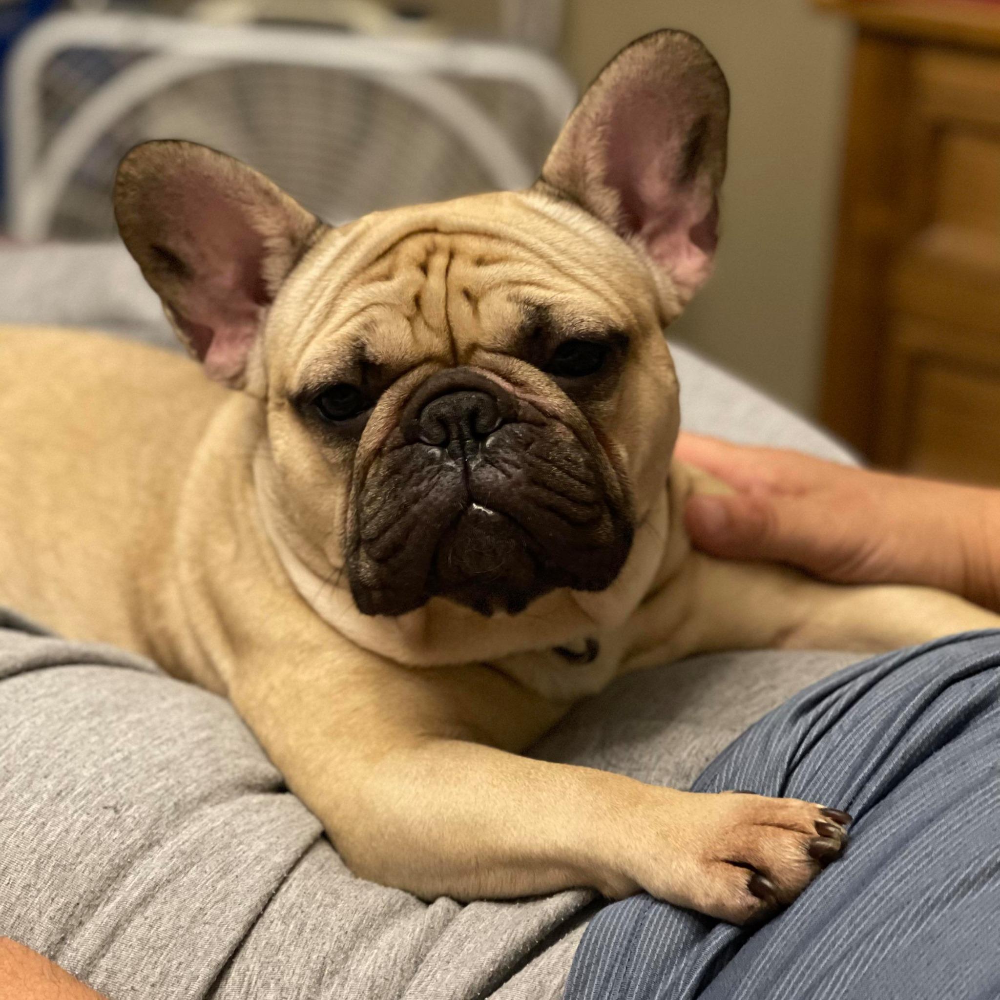 Julie's Frenchies in Massachusetts | French Bulldog puppies | Good Dog