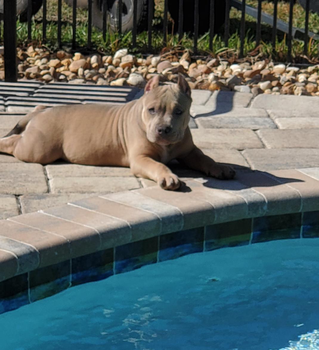 Vixen Bully Camp in Florida | American Bully puppies | Good Dog