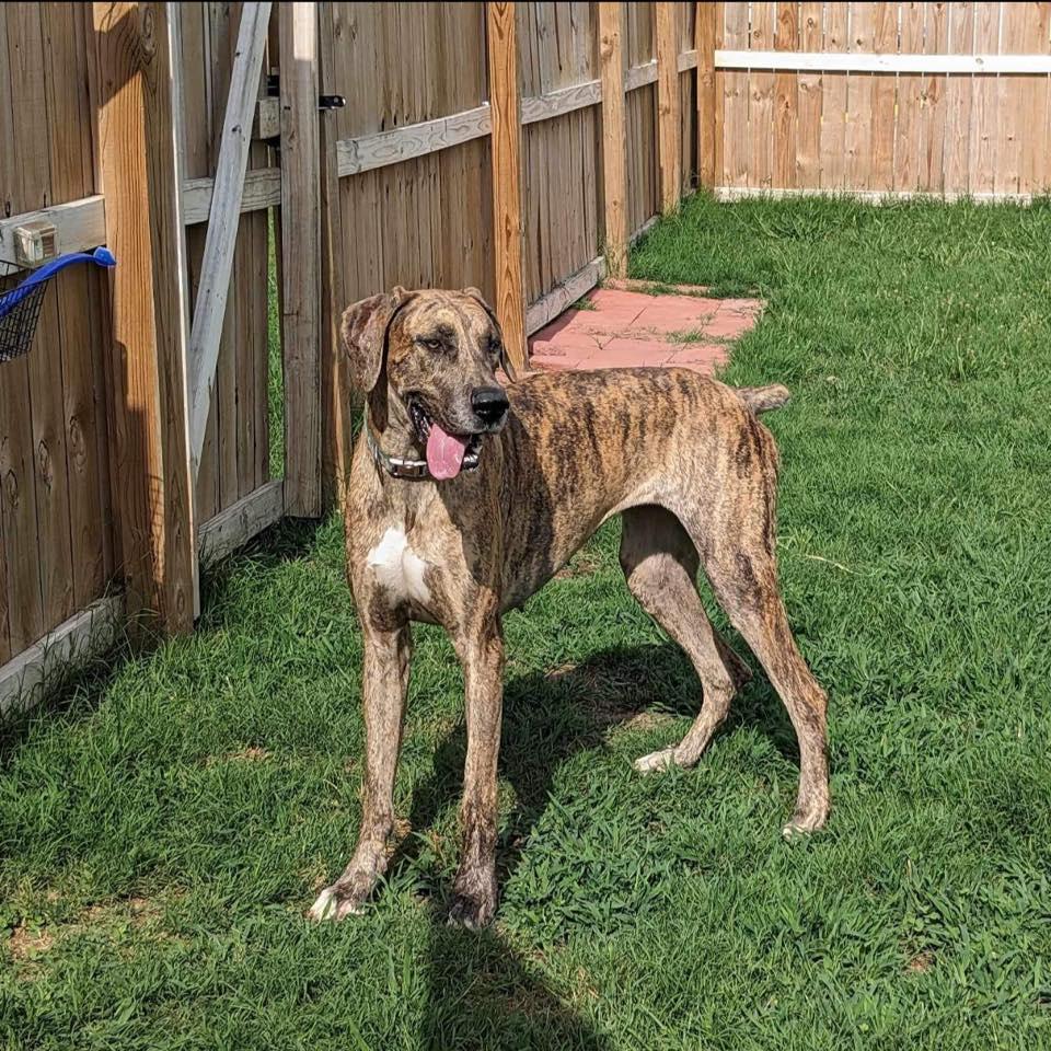 Moonwater Danes in Arkansas | Great Dane puppies | Good Dog