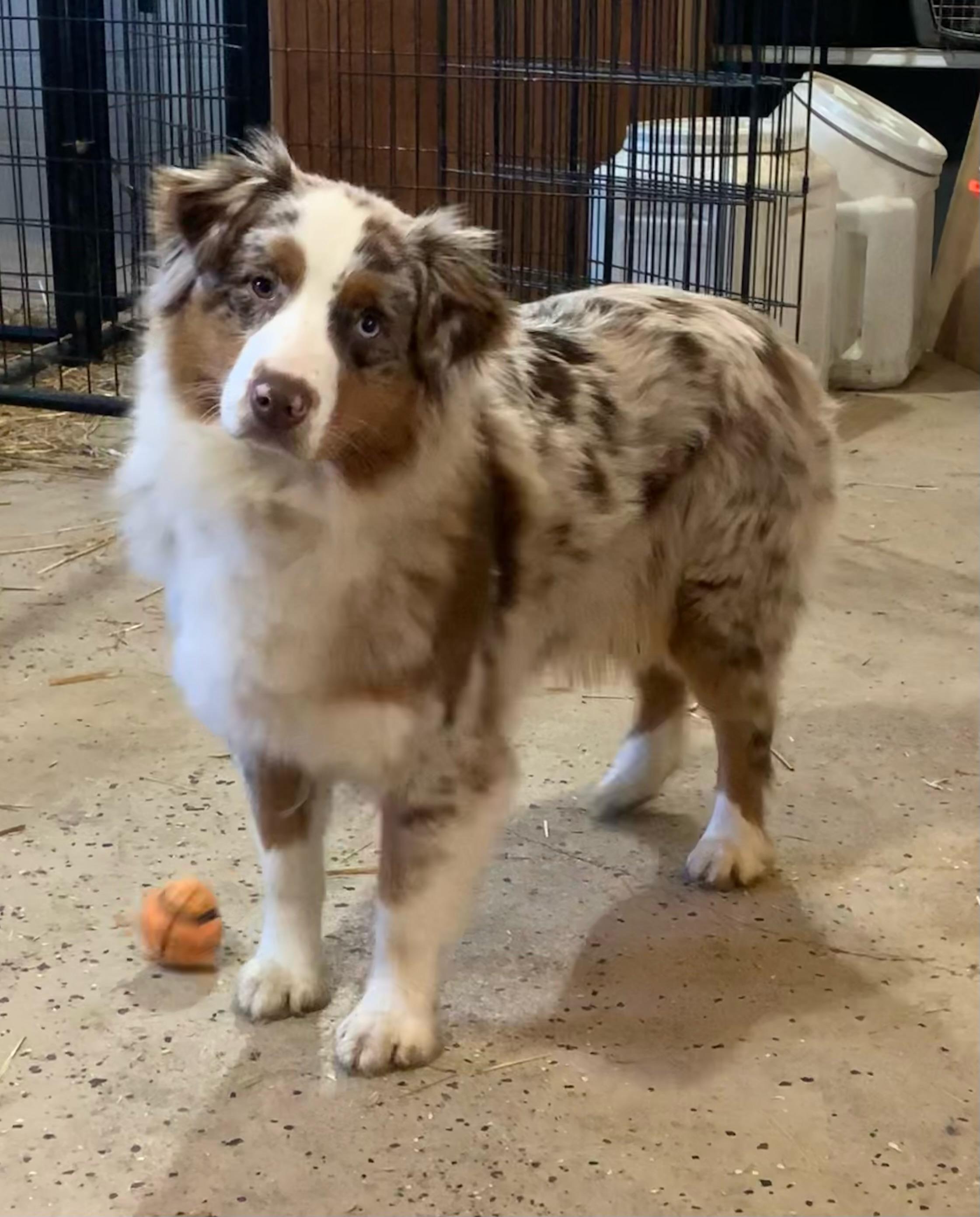 Homegrown Huskies in Iowa | Australian Shepherd and Siberian Husky ...