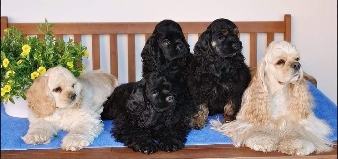 Belive in Dreams Cockers in New York | Cocker Spaniel puppies | Good Dog