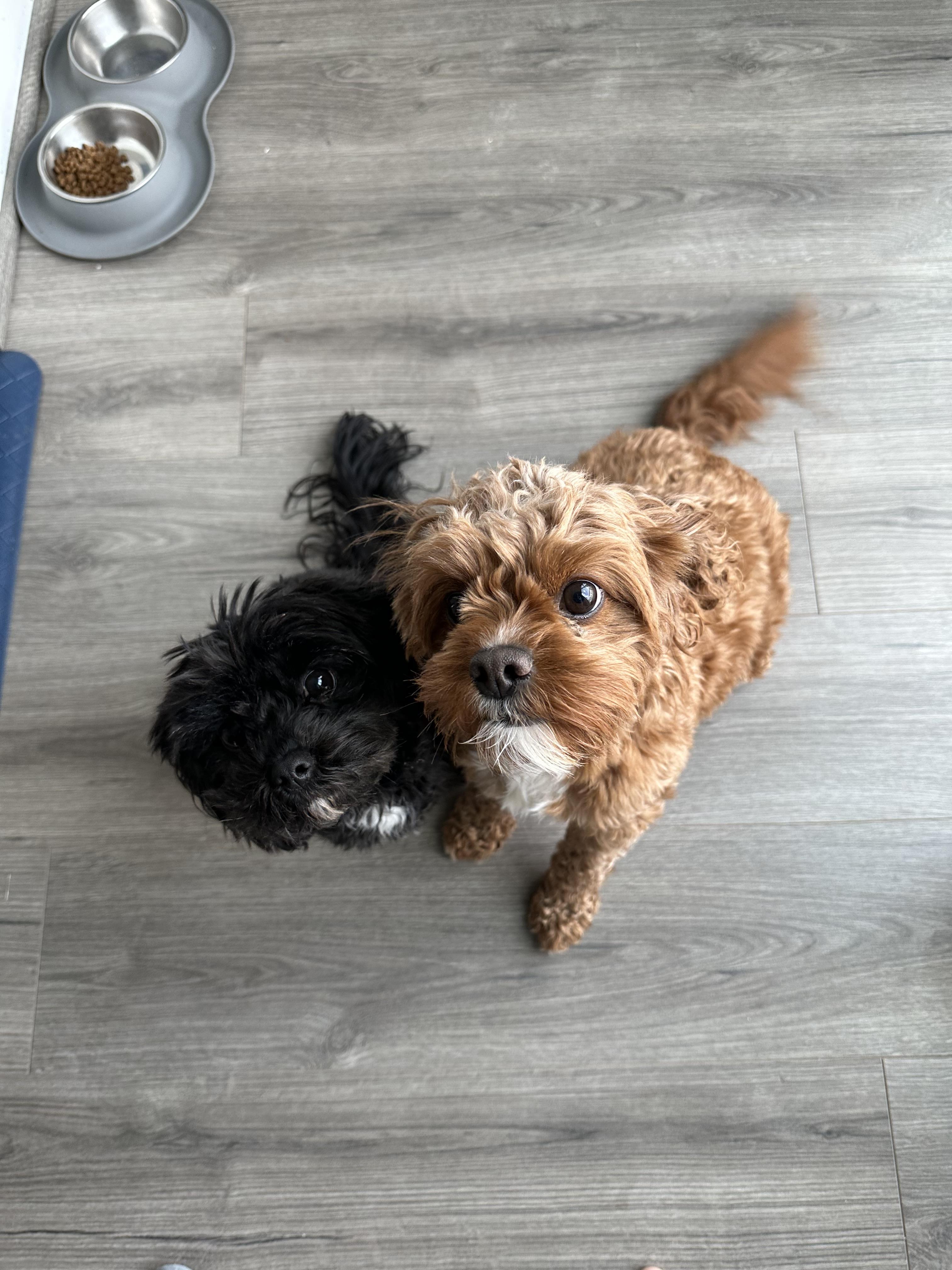 Hales Wagging Tails in Utah | Cavapoo puppies | Good Dog