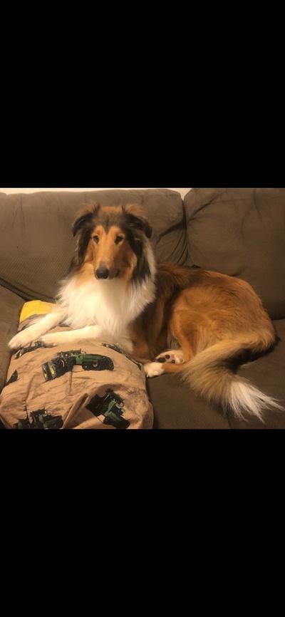 Stacey's Collies in Ohio | Collie puppies | Good Dog