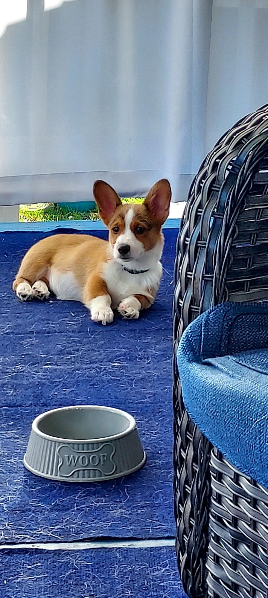 Mollies Corgis in Michigan | Pembroke Welsh Corgi puppies | Good Dog