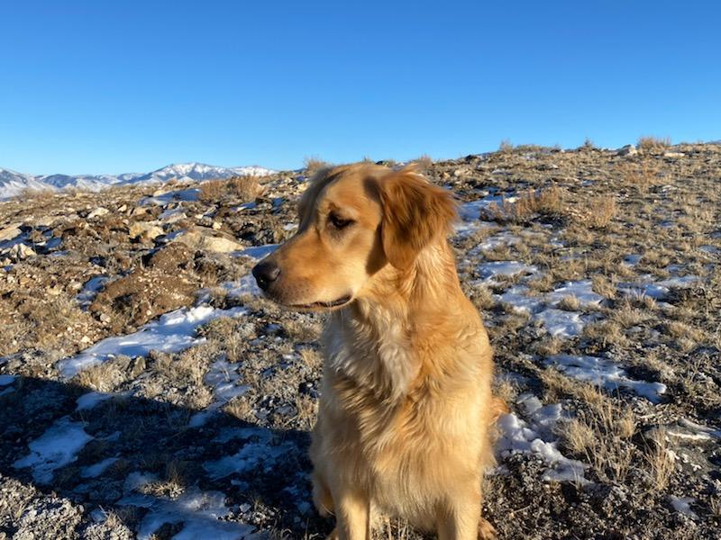 Gunsight Goldens in Idaho | Golden Retriever puppies | Good Dog