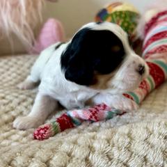 cavapoo puppies colorado