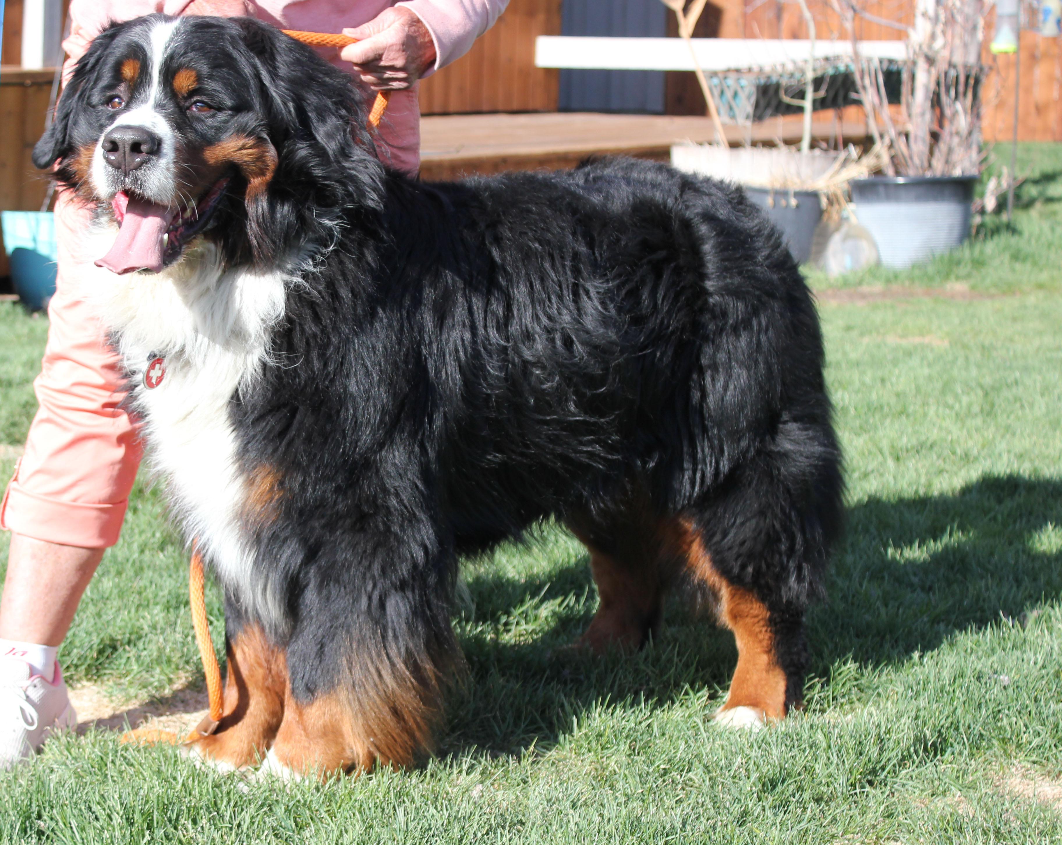 Powder Keg Farm in Utah | Bernese Mountain Dog puppies | Good Dog