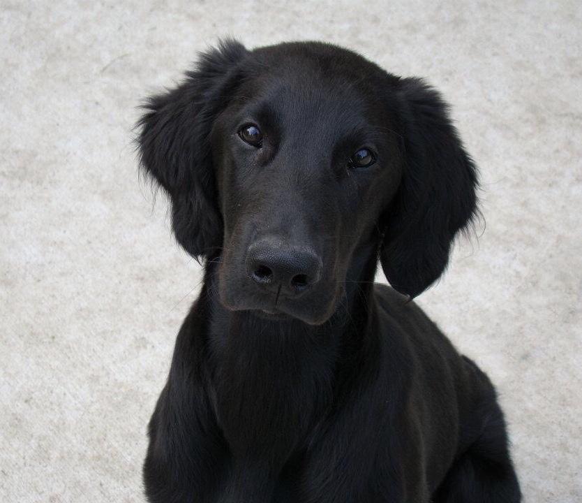 Tailwynd Retrievers in Wisconsin | Flat-Coated Retriever puppies | Good Dog