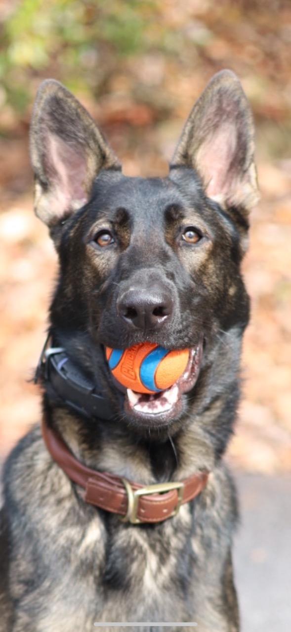 Czech Haven GSD Kennel in North Carolina | German Shepherd puppies ...