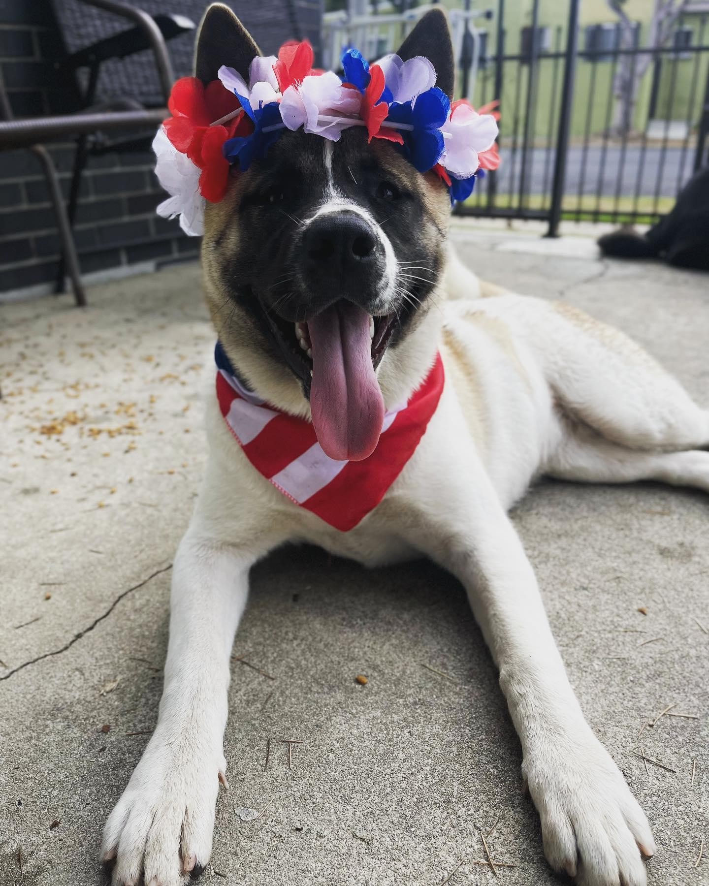 Gang of Inu in California | Akita puppies | Good Dog
