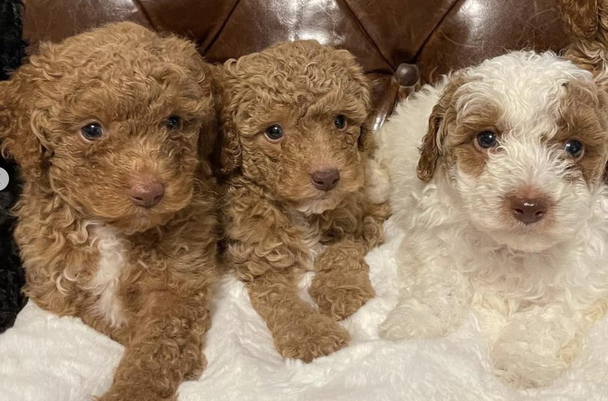 Labradoodlebabies in Texas | Labradoodle puppies | Good Dog