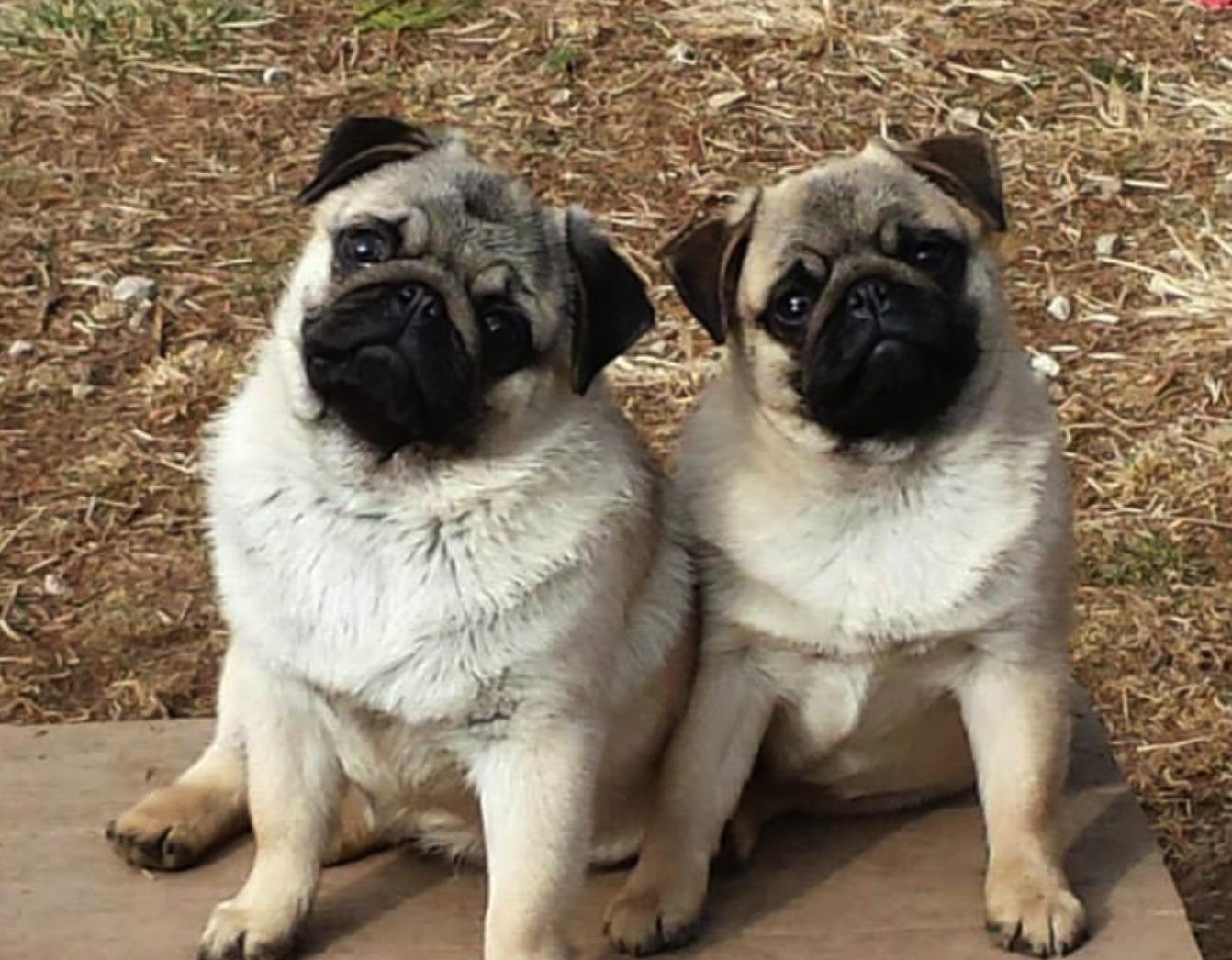 KNGZ Kennel in Illinois | Pug puppies | Good Dog