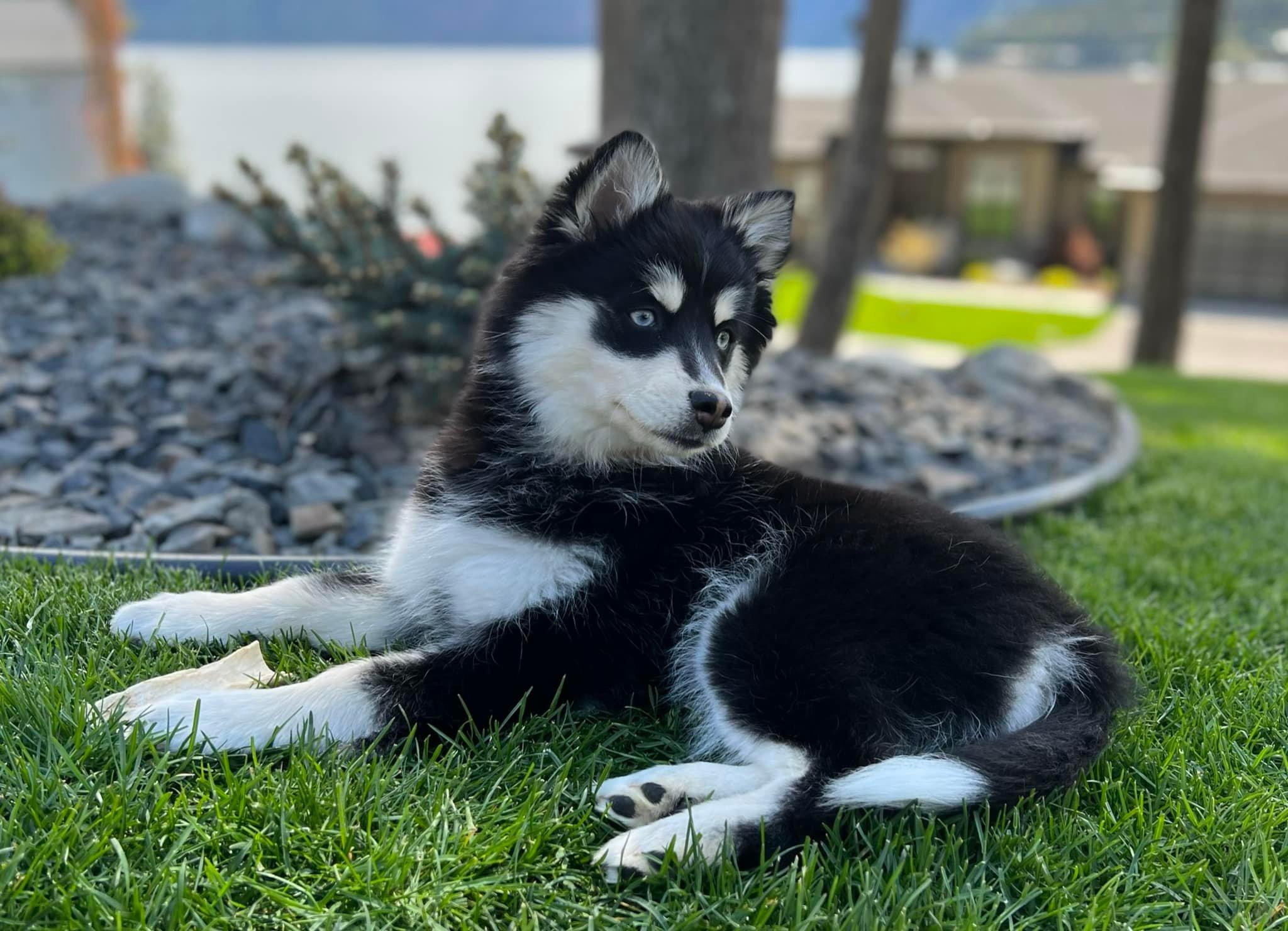 Kananowicz Pomskies in Idaho | Pomsky puppies | Good Dog