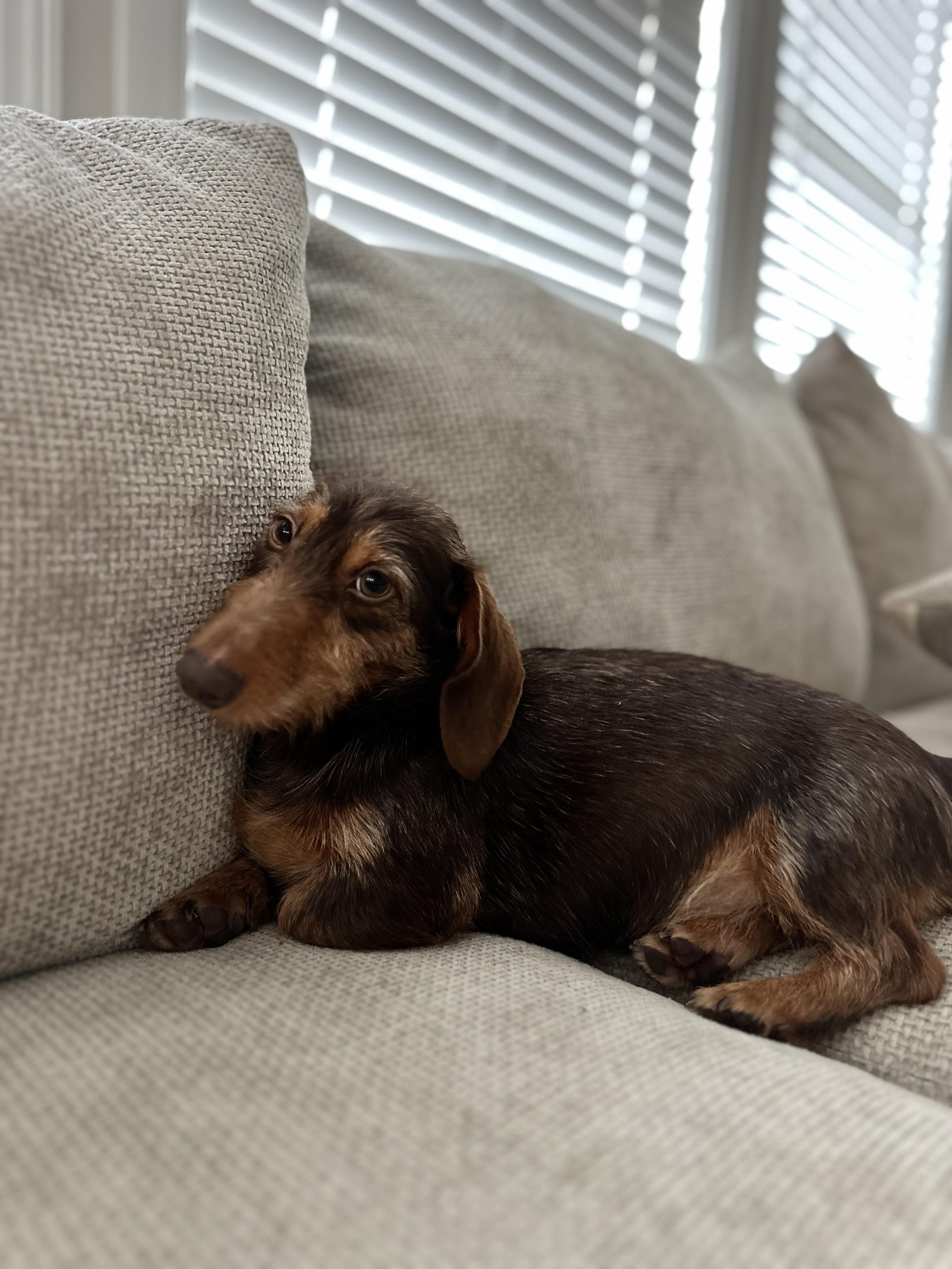 Chivi Paws in Georgia | Dachshund puppies | Good Dog