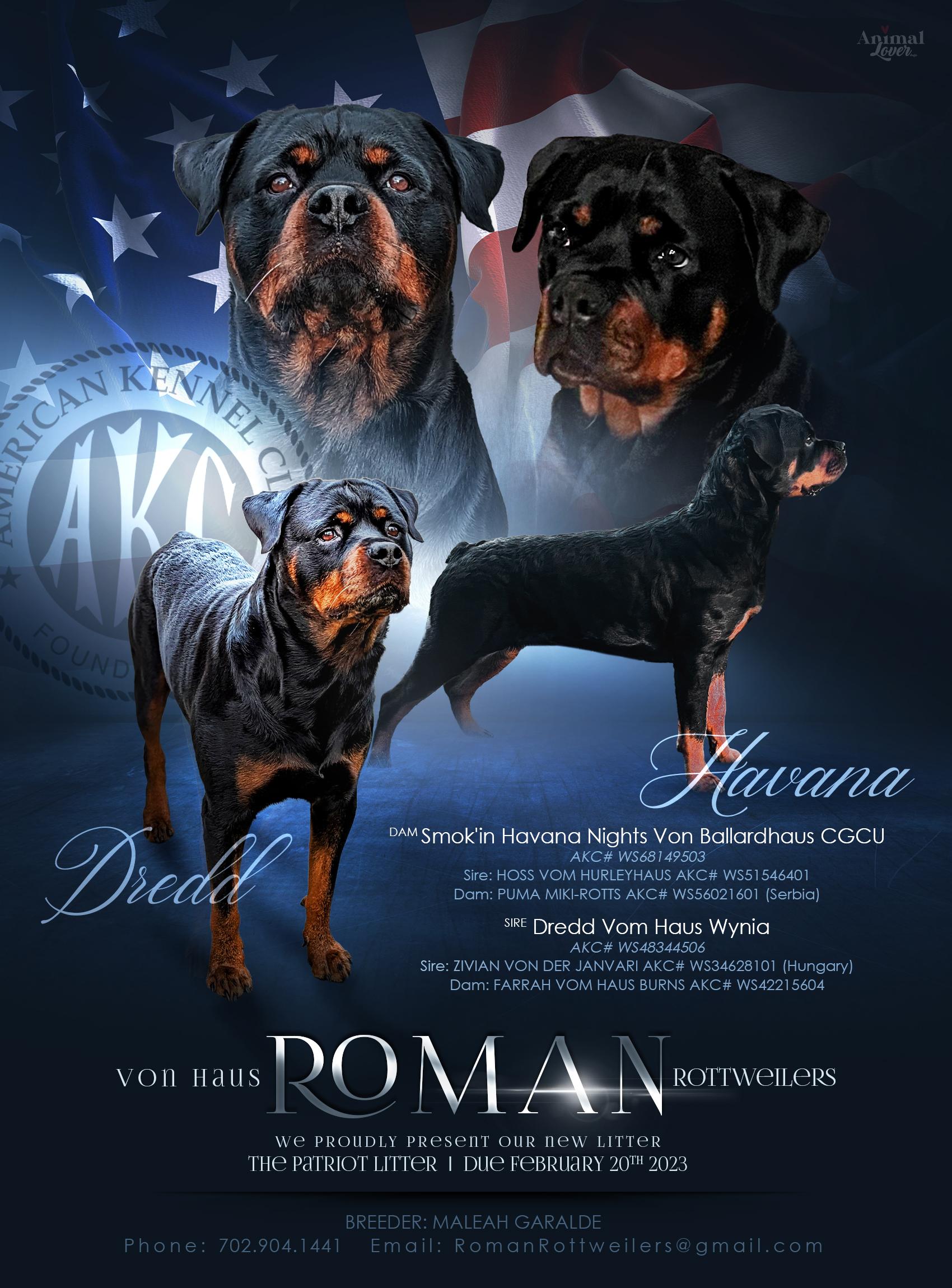 Von Haus Roman Rottweilers in Nevada | Rottweiler puppies | Good Dog