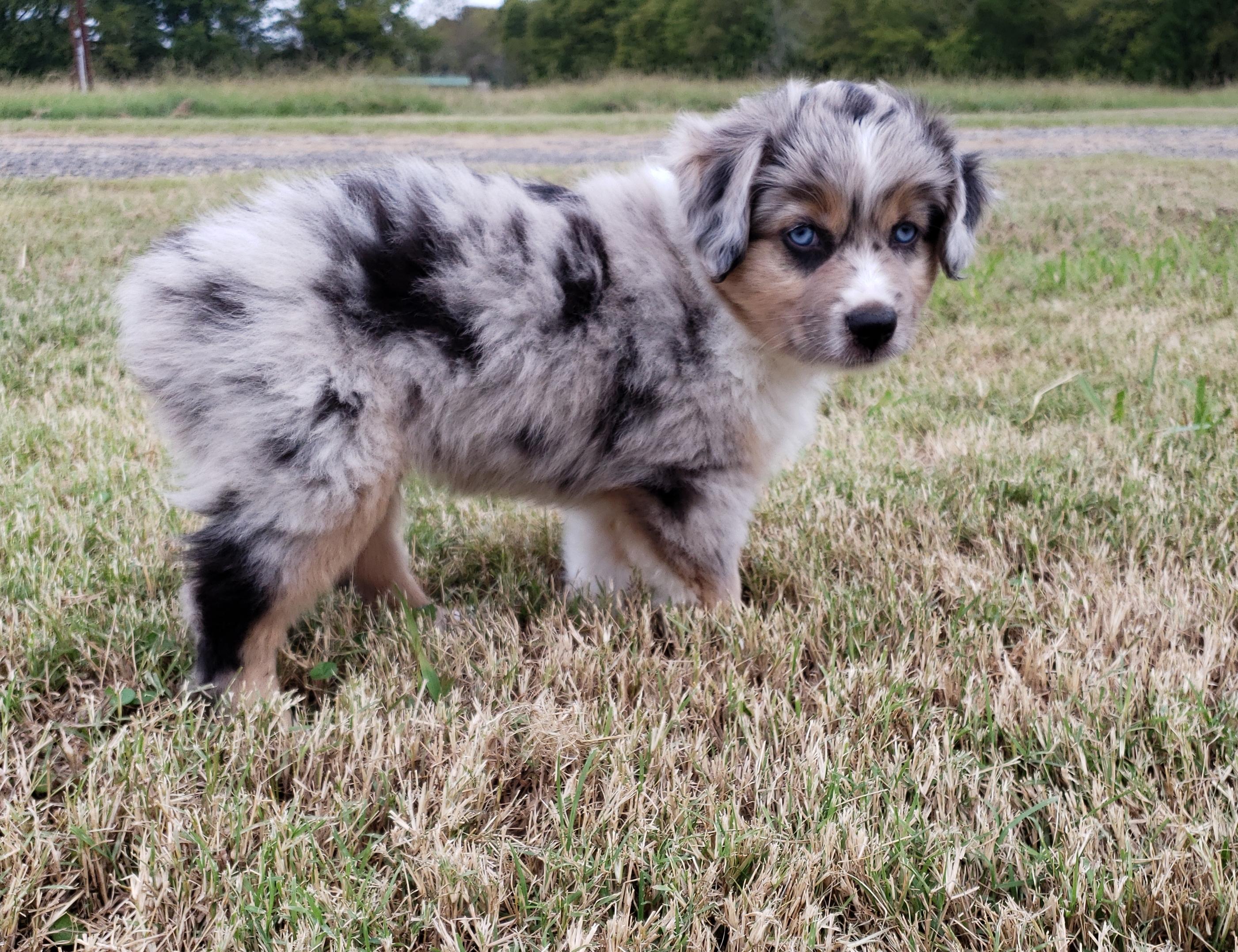 Blue Envy Mini Aussies in Texas | Miniature Australian Shepherd puppies ...