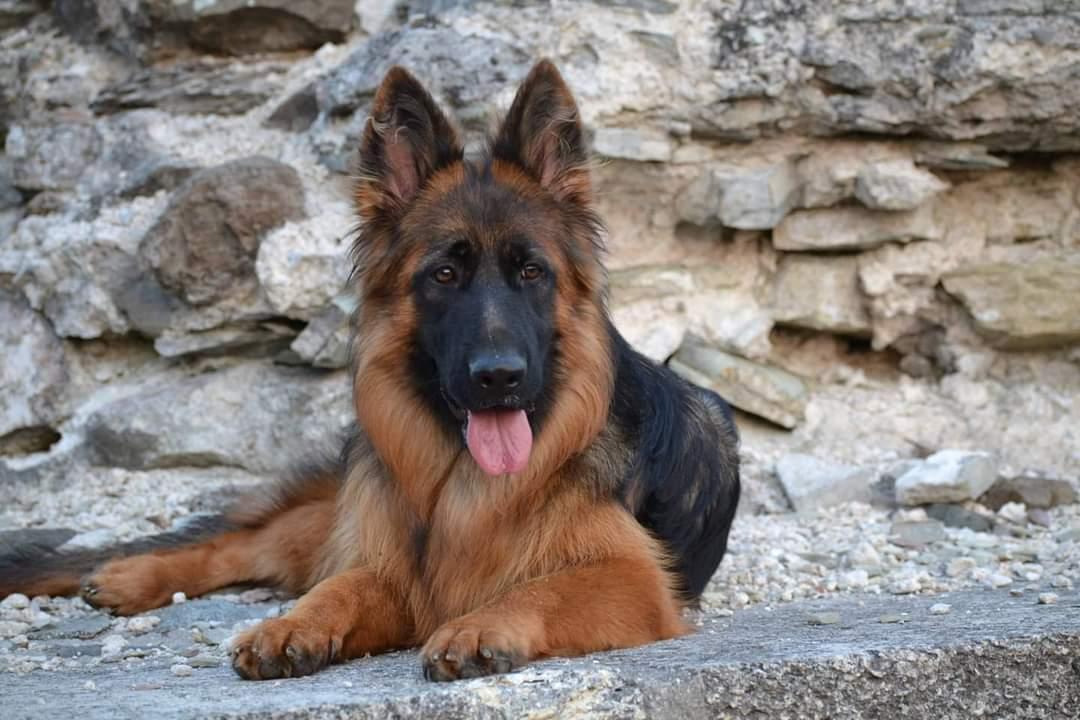 Sherman's Shepherds in Michigan | German Shepherd and Golden Retriever ...