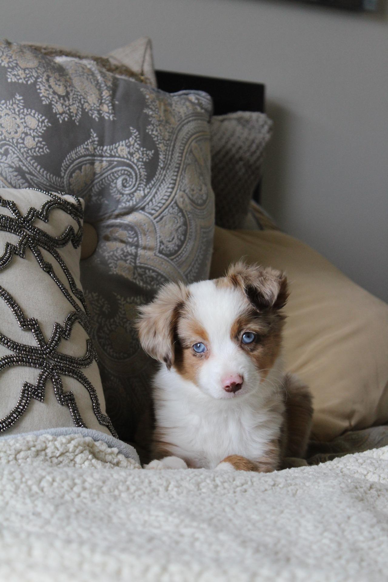 KangaRoos Little Aussies in Missouri | Miniature Australian Shepherd ...