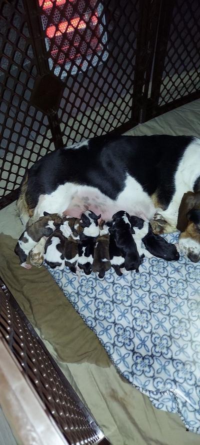 Bodenhamer Hounds in Georgia | Basset Hound puppies | Good Dog