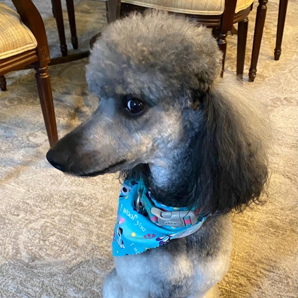 Moyen Poodles of The Magic City in Alabama | Poodle puppies | Good Dog