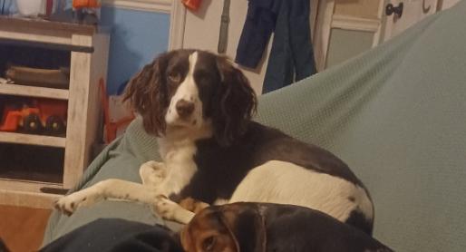 Janna and David springer in South Carolina | English Springer Spaniel ...