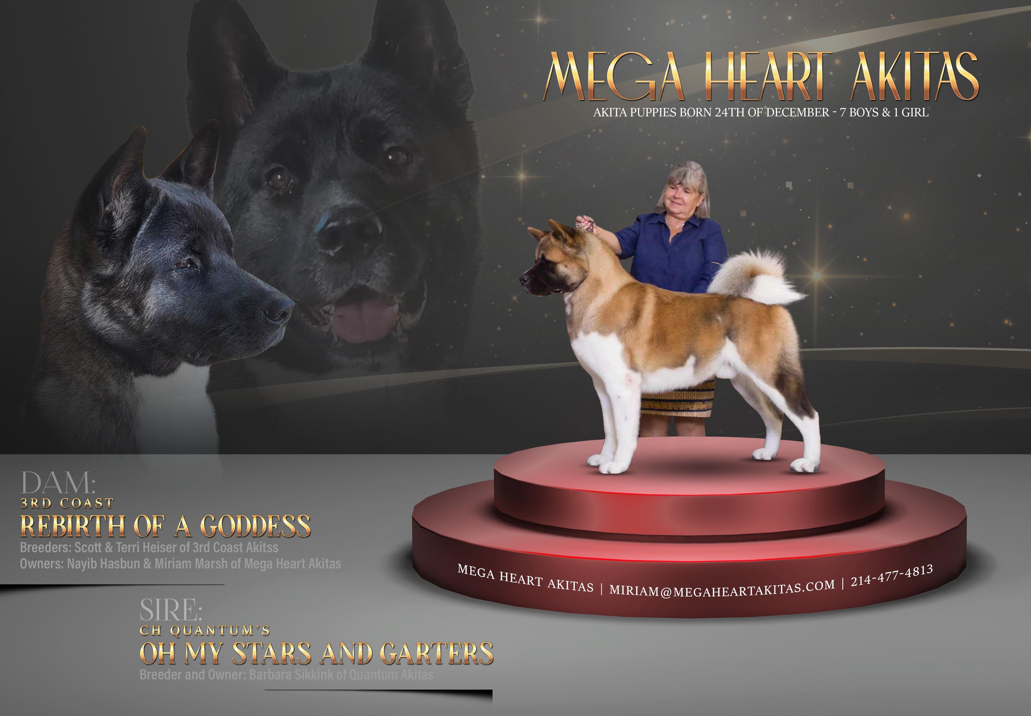 Mega Heart Akitas in Texas | Akita puppies | Good Dog