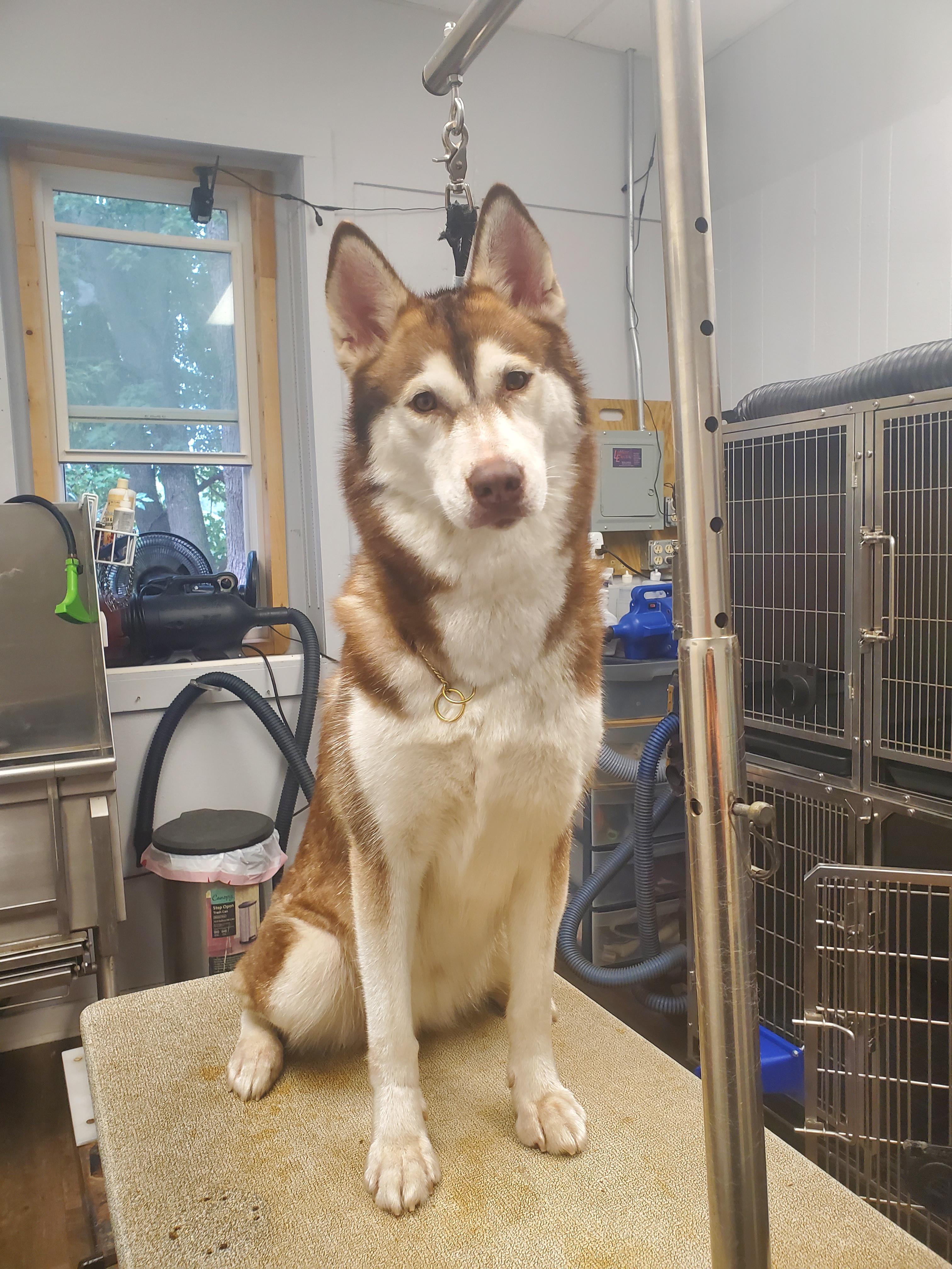 Spirit of the Moon Siberians in Wisconsin | Siberian Husky puppies ...