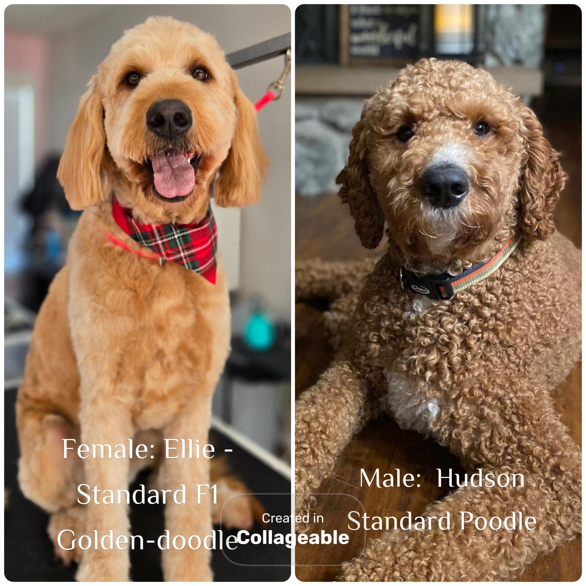 419 Goldendoodles in Ohio | Goldendoodle puppies | Good Dog