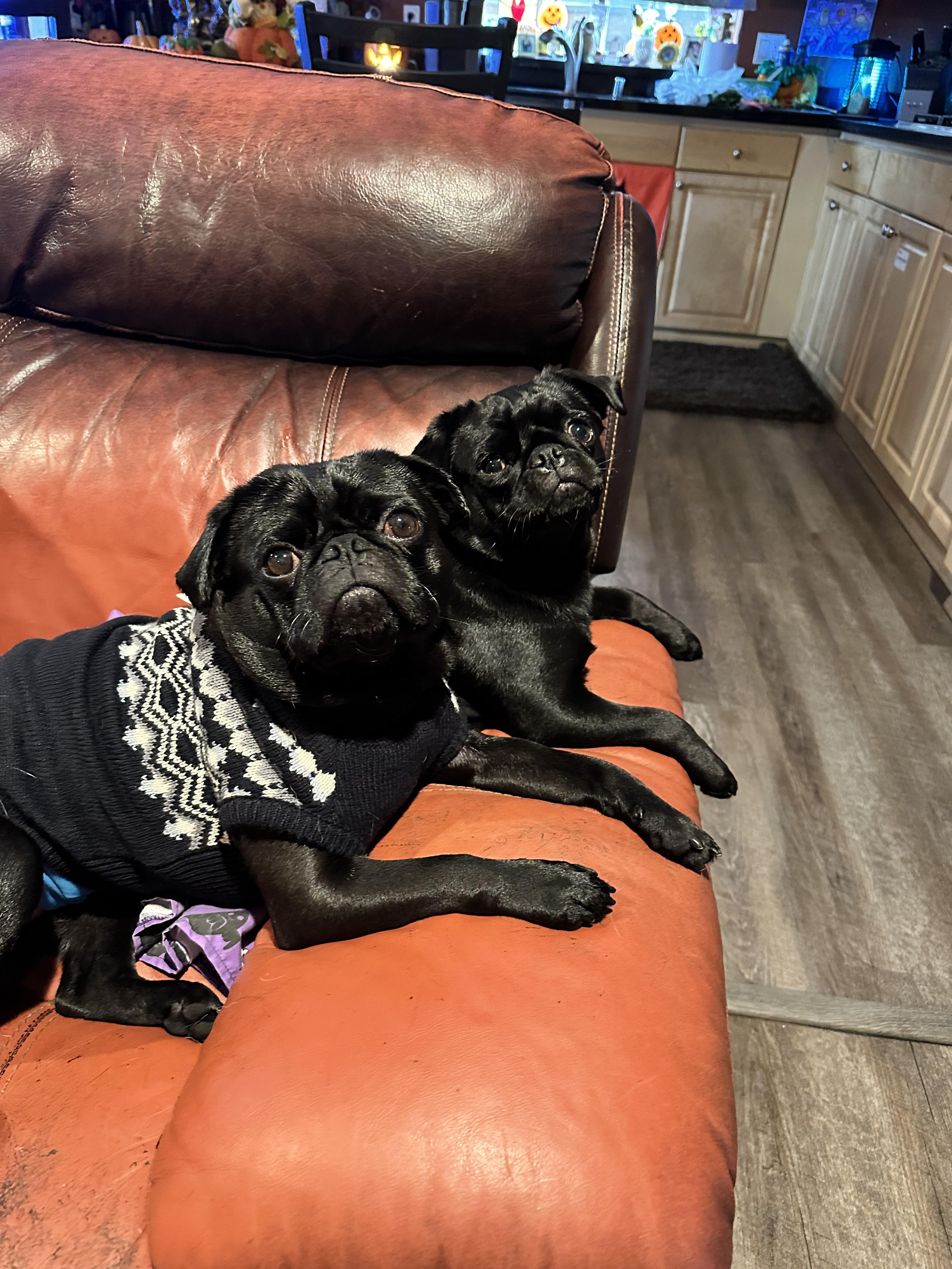Sweet Potato Pugs in Washington | Pug puppies | Good Dog