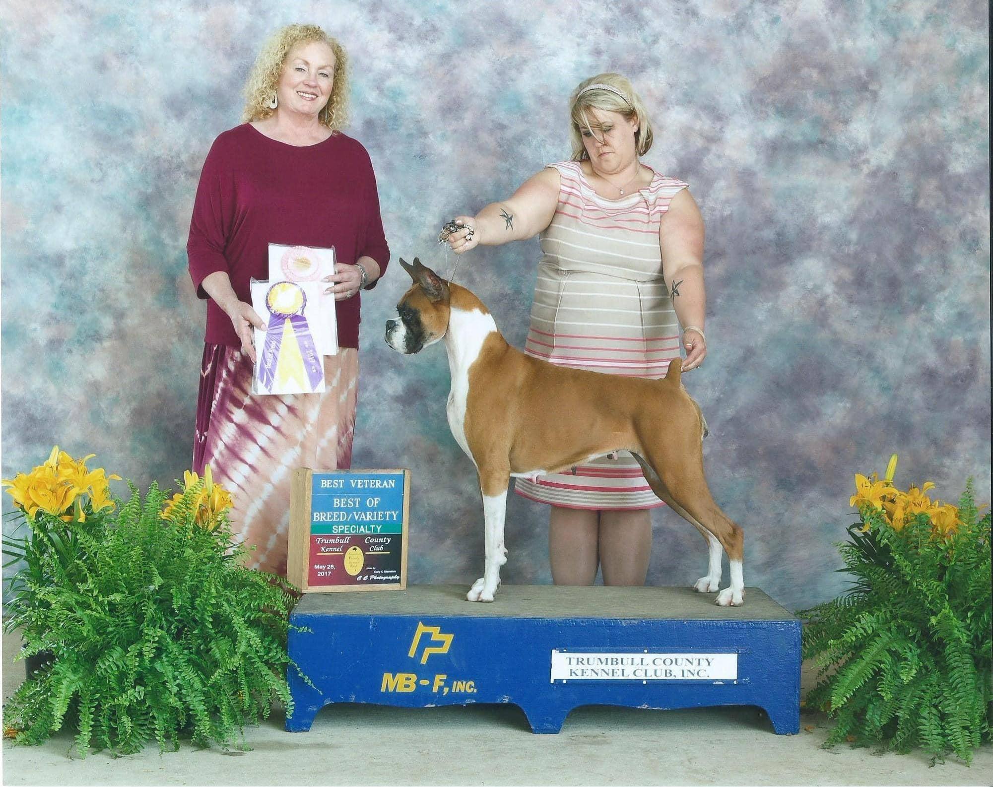 Just-A-Wyn Boxers in Ohio | Boxer puppies | Good Dog