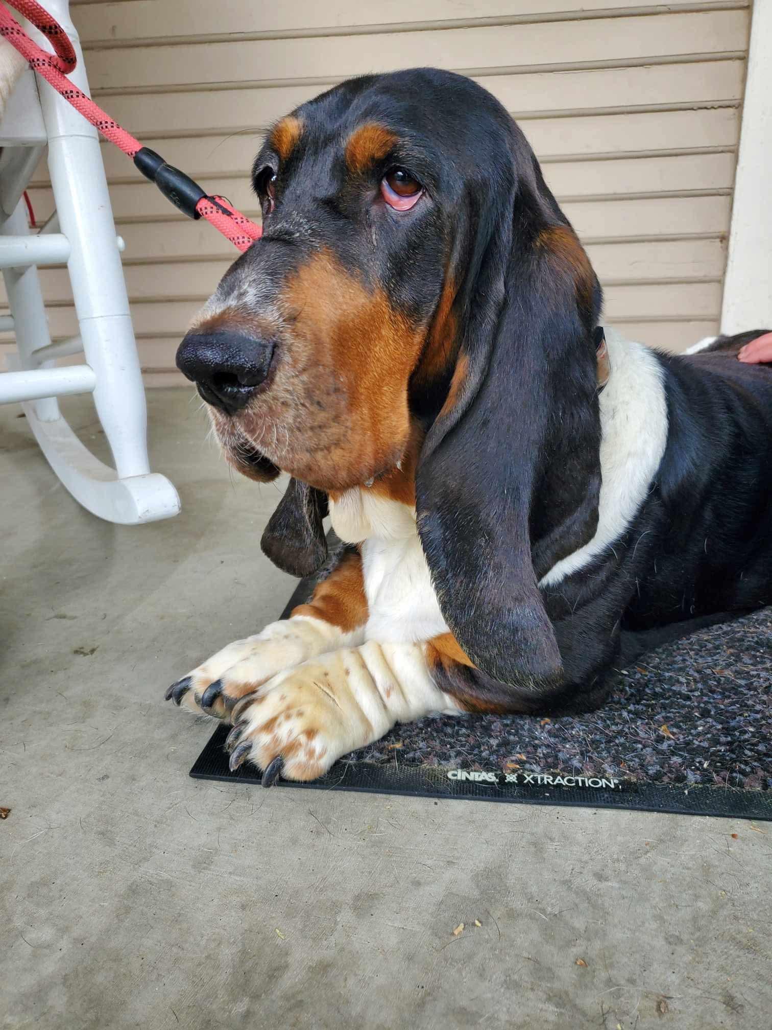 South Hill Bassets in Washington | Basset Hound puppies | Good Dog