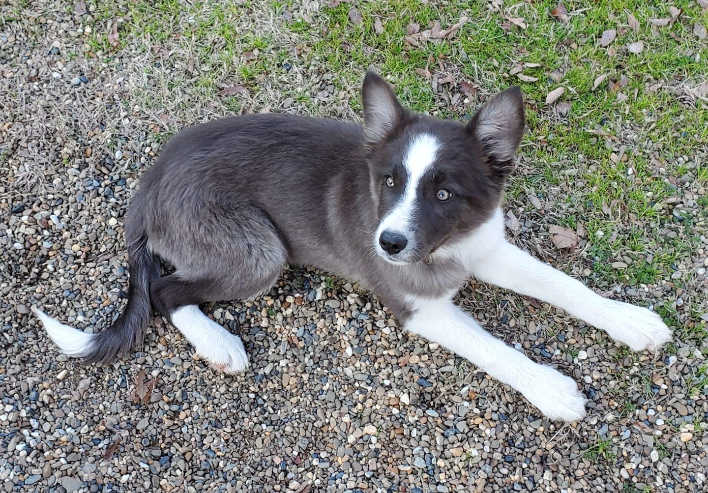 Shining C Border Collies in Texas | Border Collie puppies | Good Dog