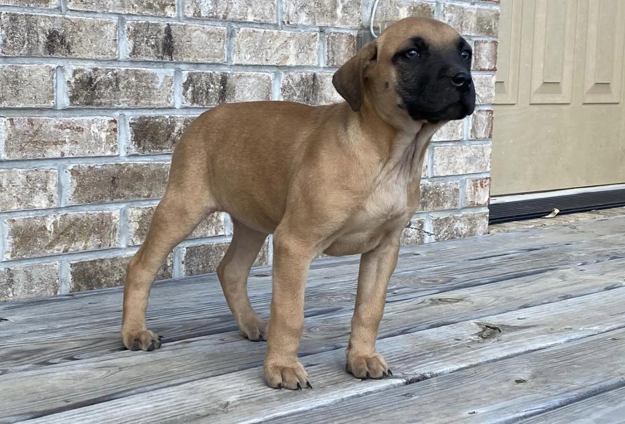Narrow Road Farm in Tennessee | Black Mouth Cur puppies | Good Dog
