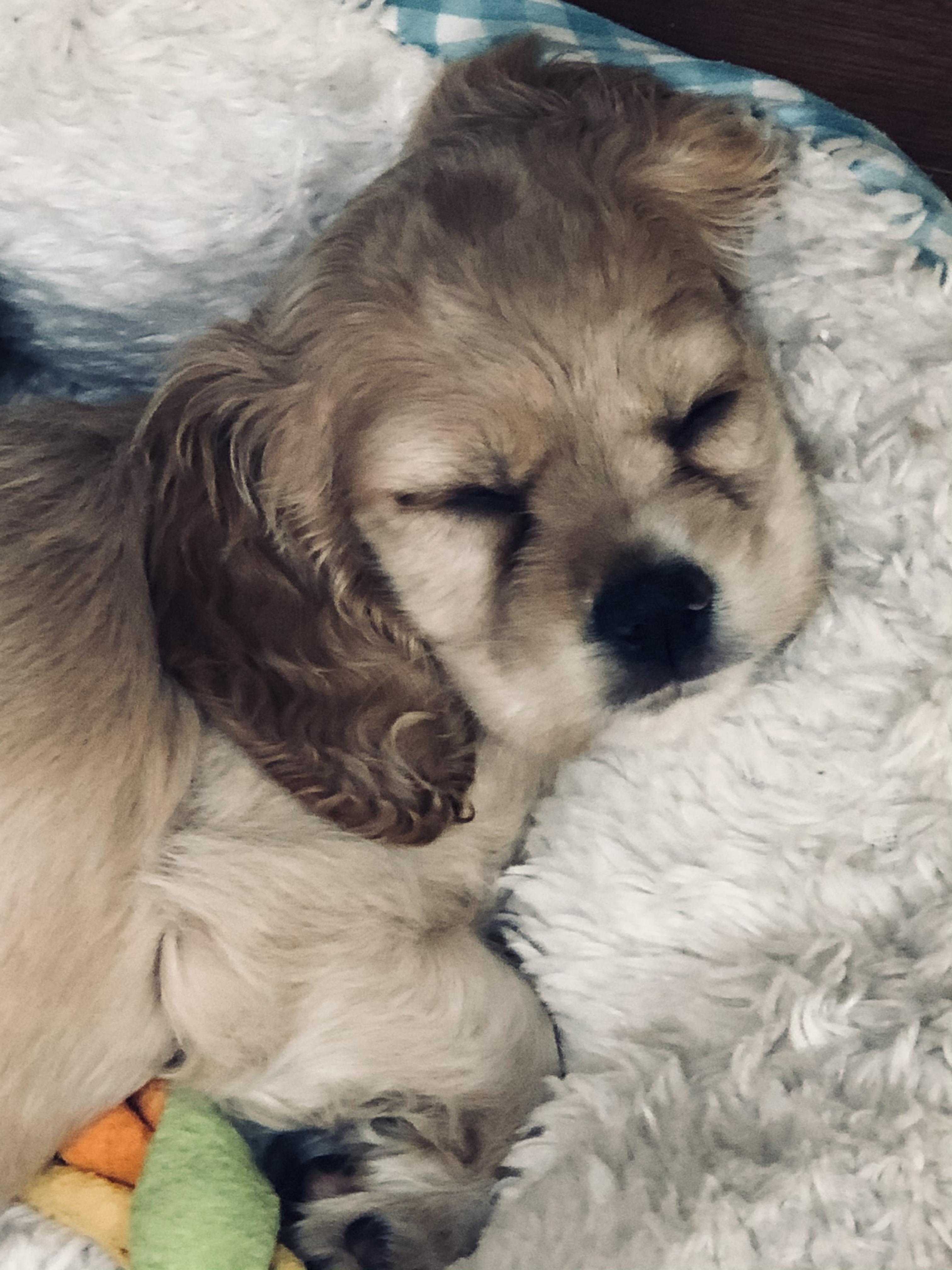 Fairview Cockers in Alabama | Cocker Spaniel puppies | Good Dog