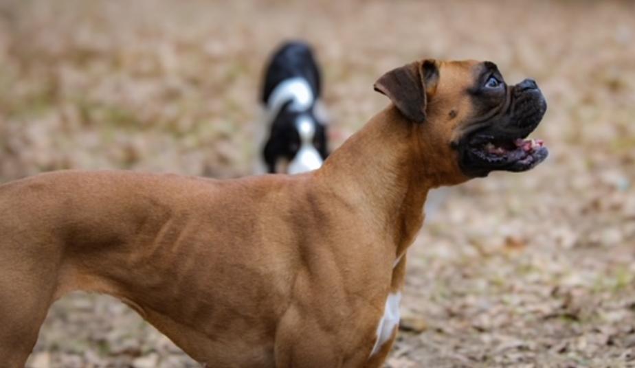 Casa Del Legado in Alabama | Boxer puppies | Good Dog