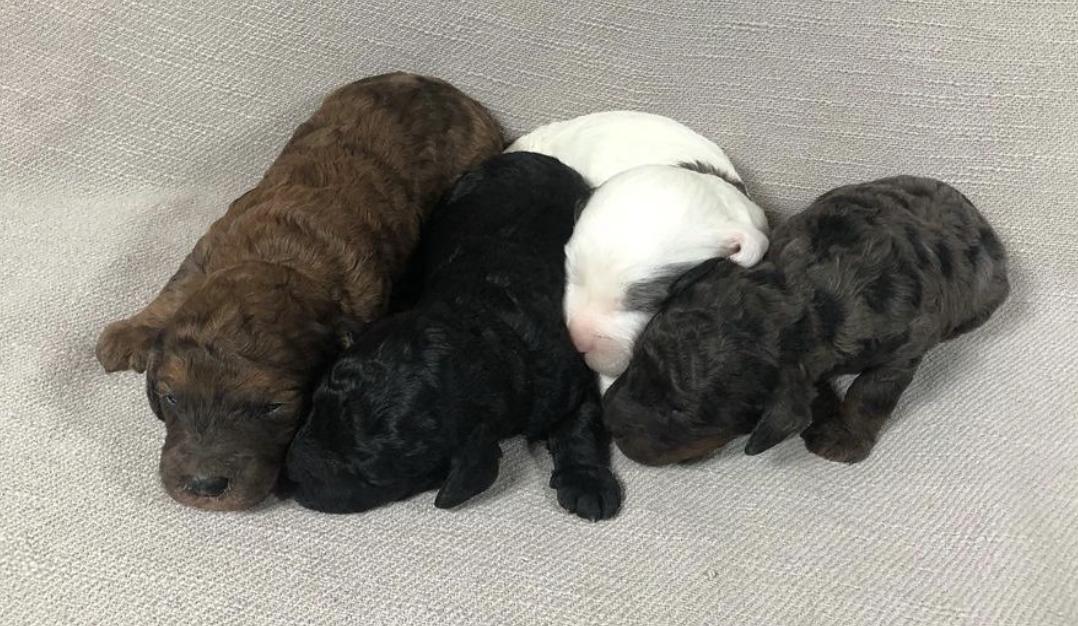 Springerdoodles Plus AZ in Arizona | Springerdoodle puppies | Good Dog