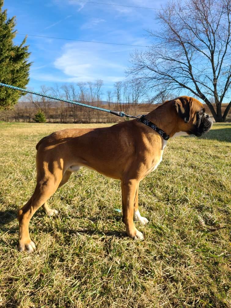Katie's Pups in Maryland | Boxer, Cavalier King Charles Spaniel or ...